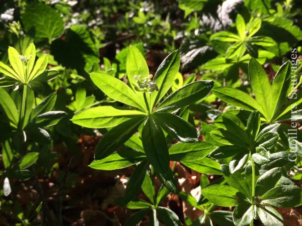 Aspérule odorante (Galium odoratum) : reconnaissance, cueillette et ...