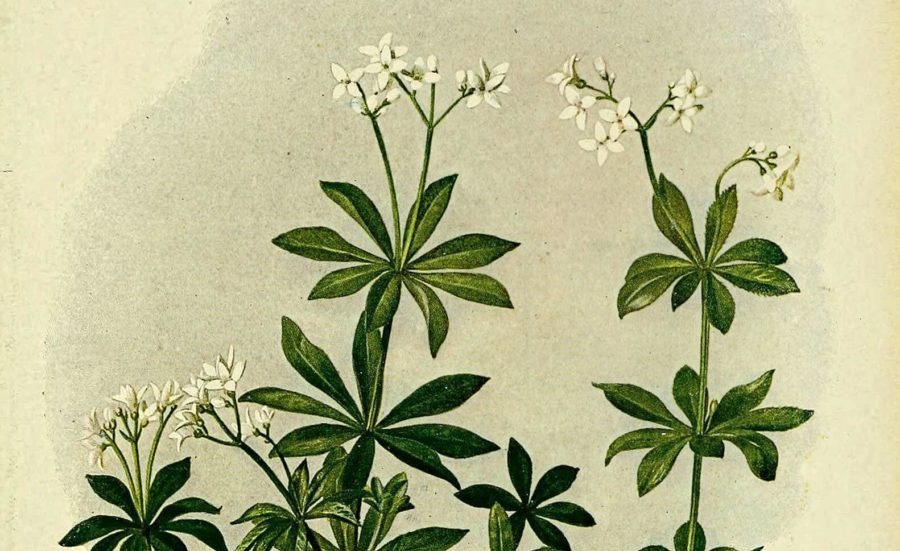 Aspérule odorante: cueillette et utilisation - Cueilleurs Sauvages