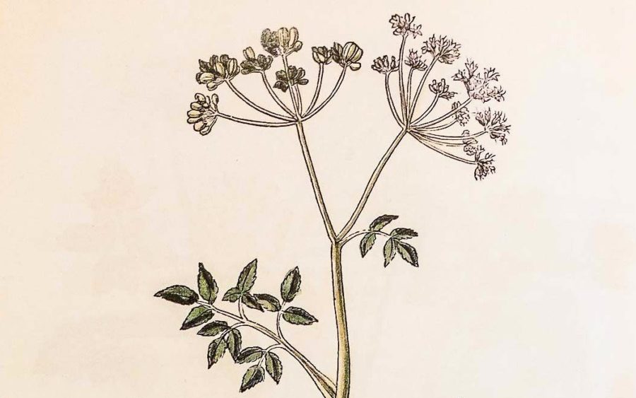 L'angélique sauvage: récolte et utilisation - Cueilleurs Sauvages