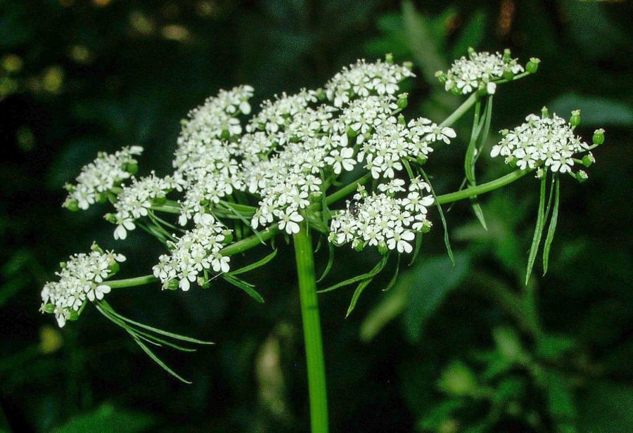Les 12 plantes sauvages toxiques à connaître! - Cueilleurs Sauvages