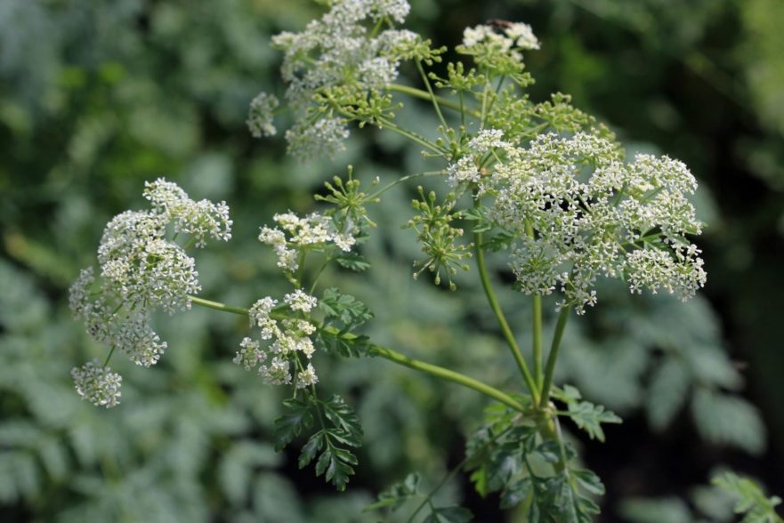 Grande ciguë, petite ciguë: les reconnaître et éviter les risques