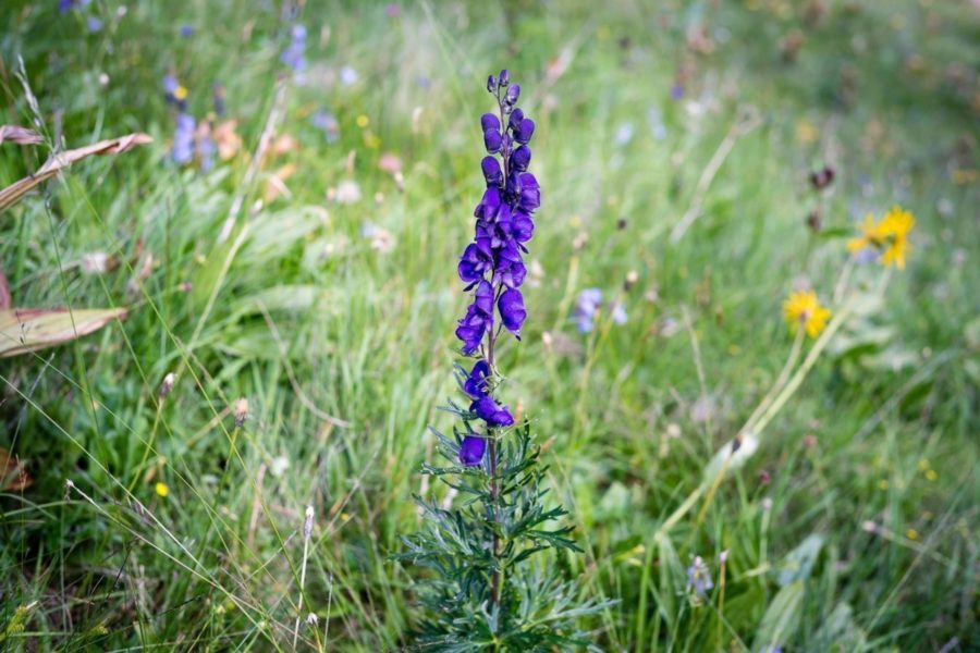 Les 12 plantes sauvages toxiques à connaître! - Cueilleurs Sauvages