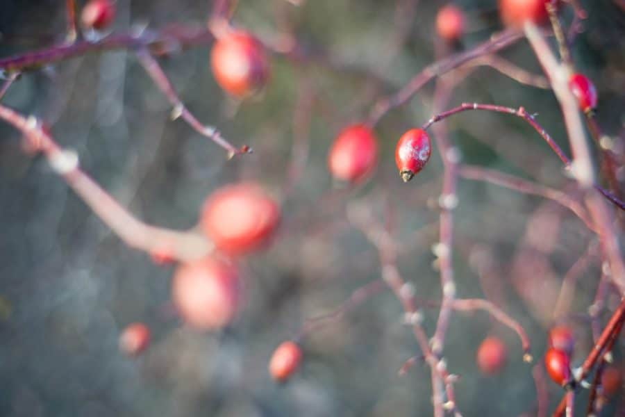 Le cynorhodon : cueillette et utilisation - Cueilleurs Sauvages