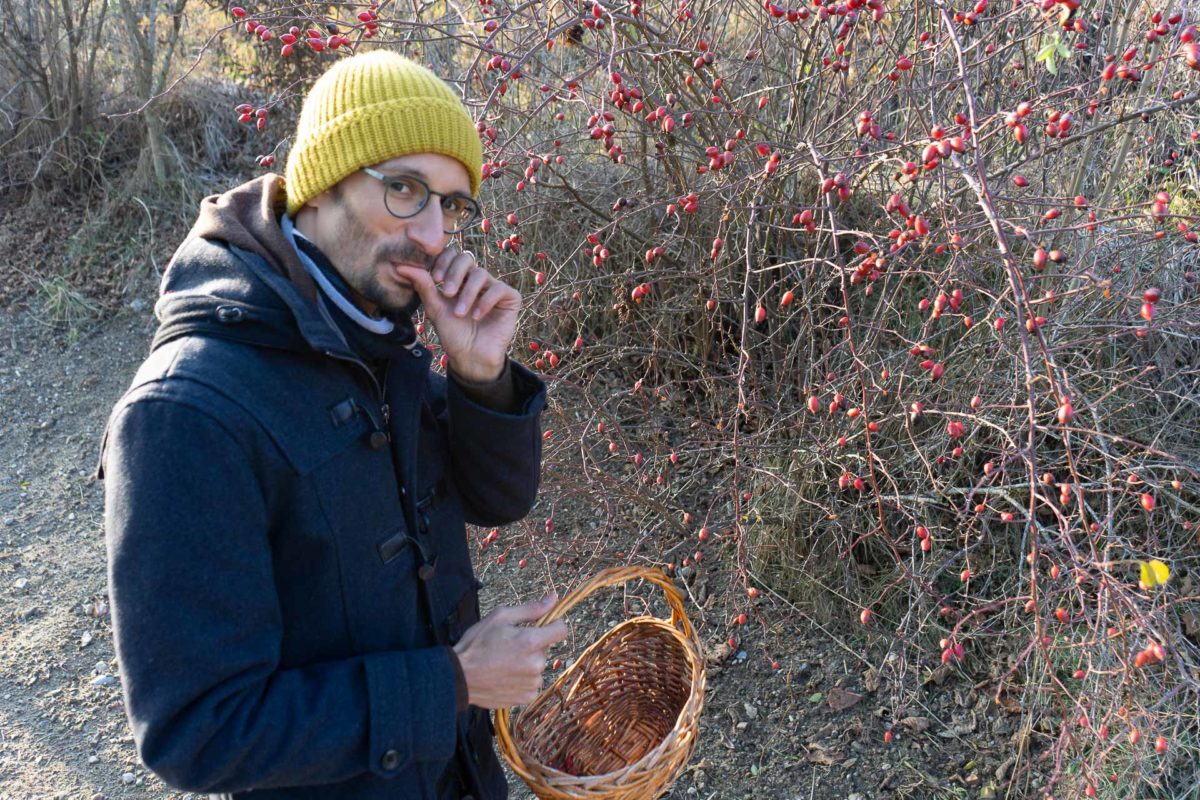 Le cynorhodon : cueillette et utilisation - Cueilleurs Sauvages