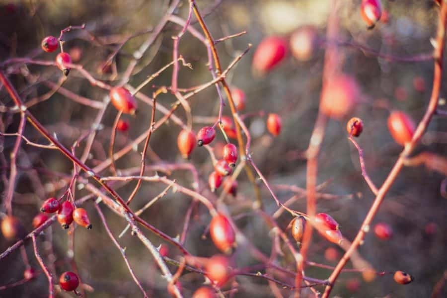 Le cynorhodon : cueillette et utilisation - Cueilleurs Sauvages