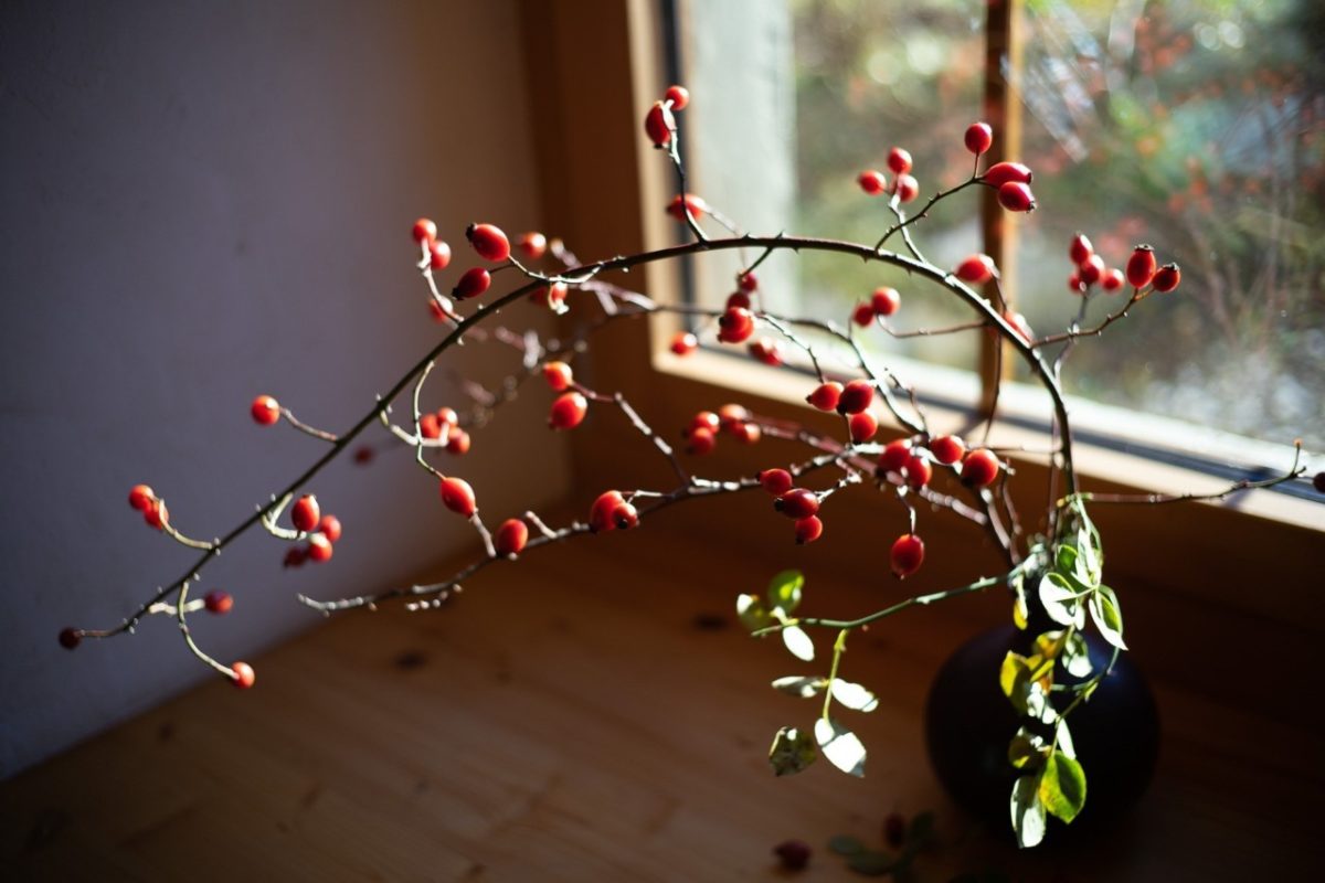 Le cynorhodon: cueillette et utilisations - Cueilleurs Sauvages