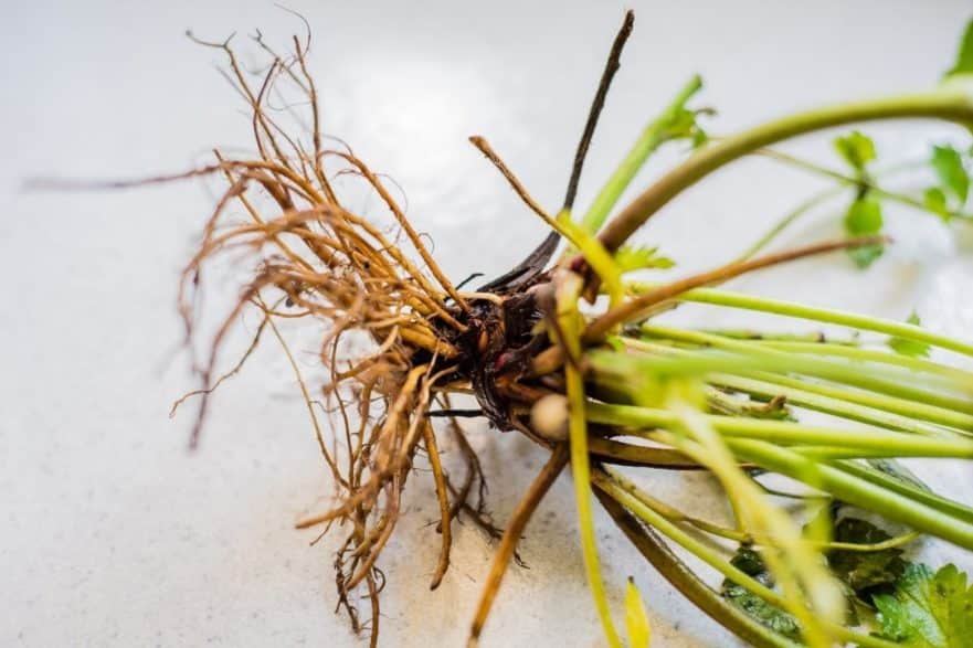 Benoîte urbaine: cueillette et usages - Cueilleurs Sauvages