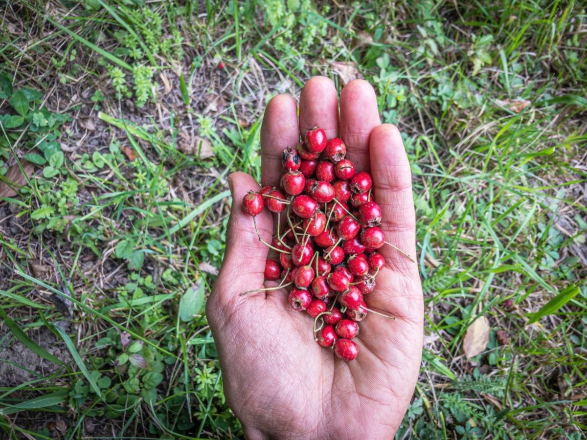 Aubépine, la récolter et l'utiliser - Cueilleurs Sauvages