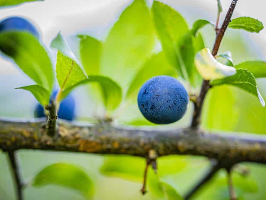Prunelles: les récolter et les cuisiner - Cueilleurs Sauvages