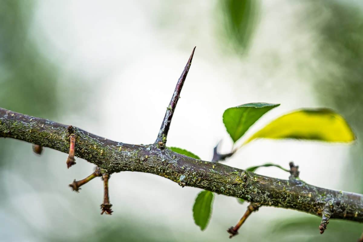 Prunelles: les récolter et les cuisiner - Cueilleurs Sauvages