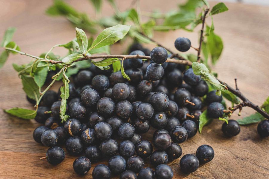 Prunelles: les récolter et les cuisiner - Cueilleurs Sauvages