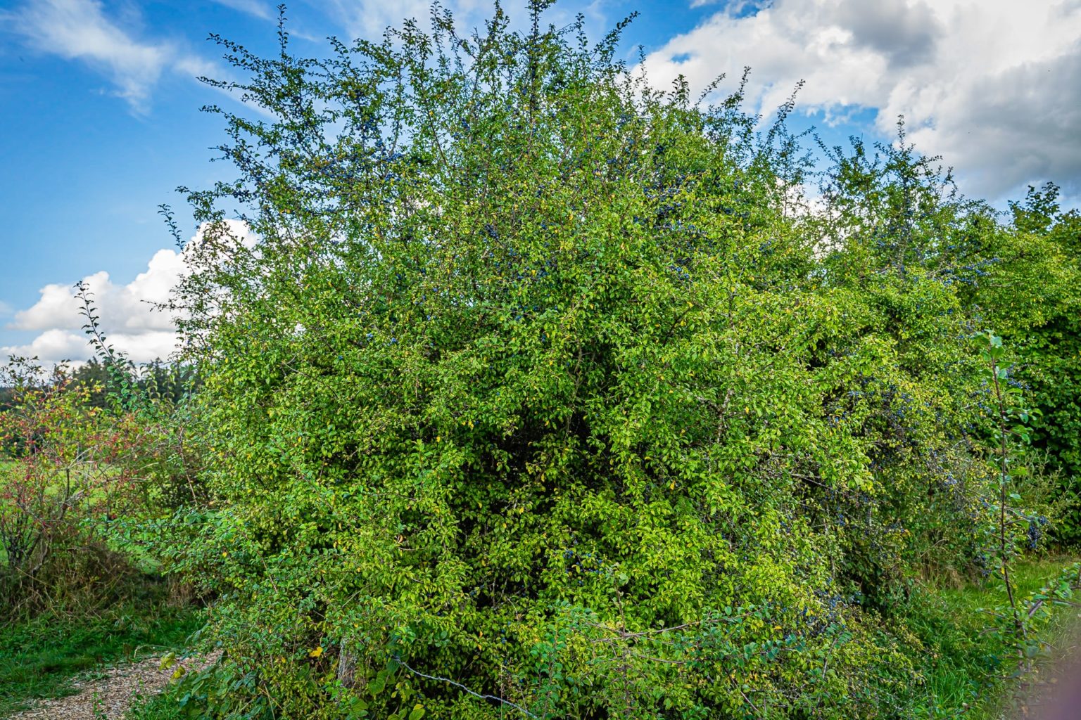 Prunelles: les récolter et les cuisiner - Cueilleurs Sauvages