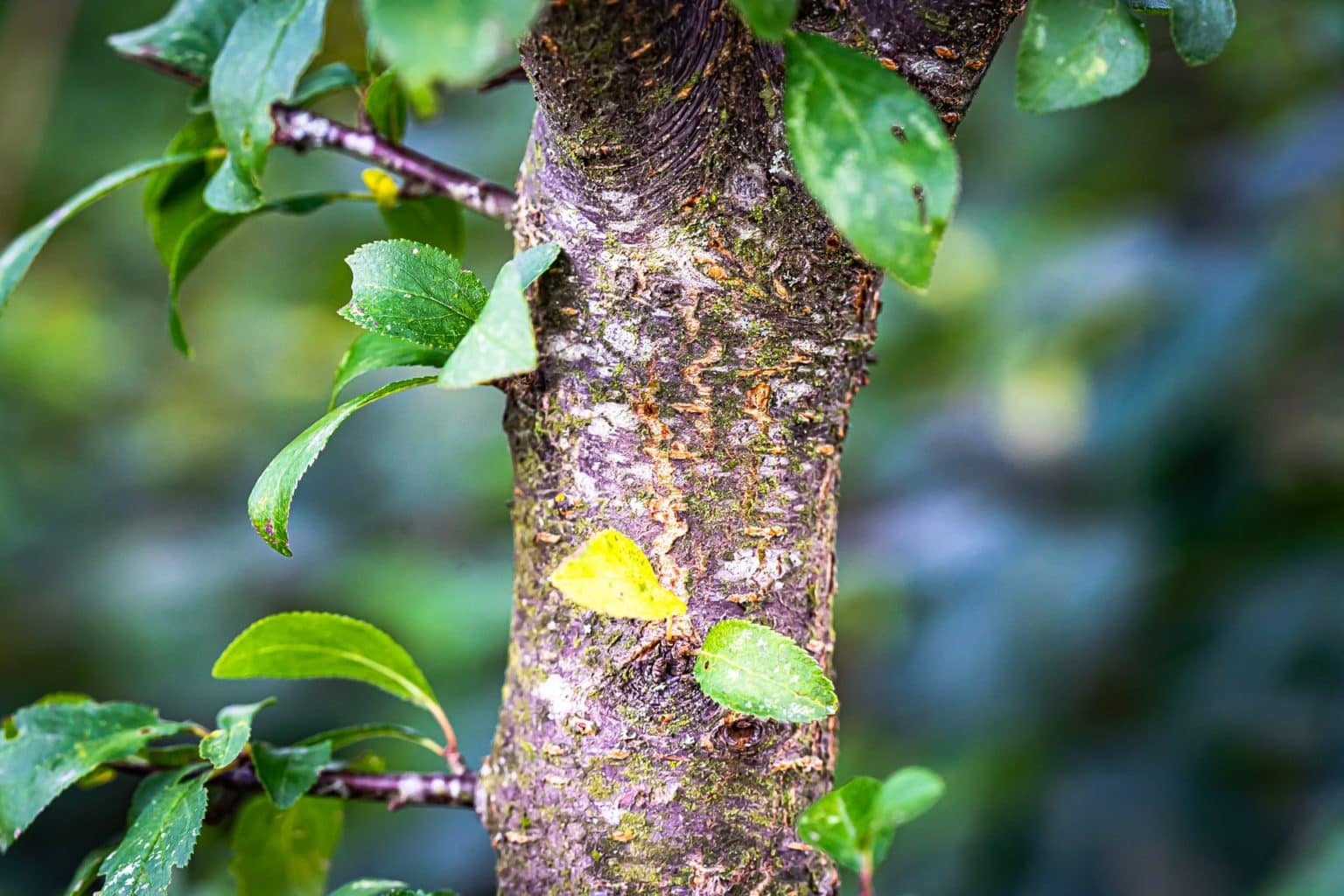 Prunelles: les récolter et les cuisiner - Cueilleurs Sauvages