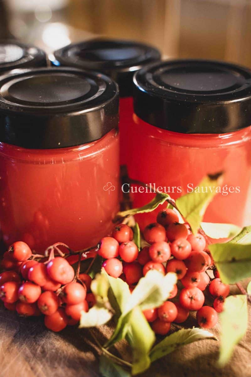 Gelée de sorbes (sorbier des oiseleurs) Séparateur Cueilleurs Sauvages