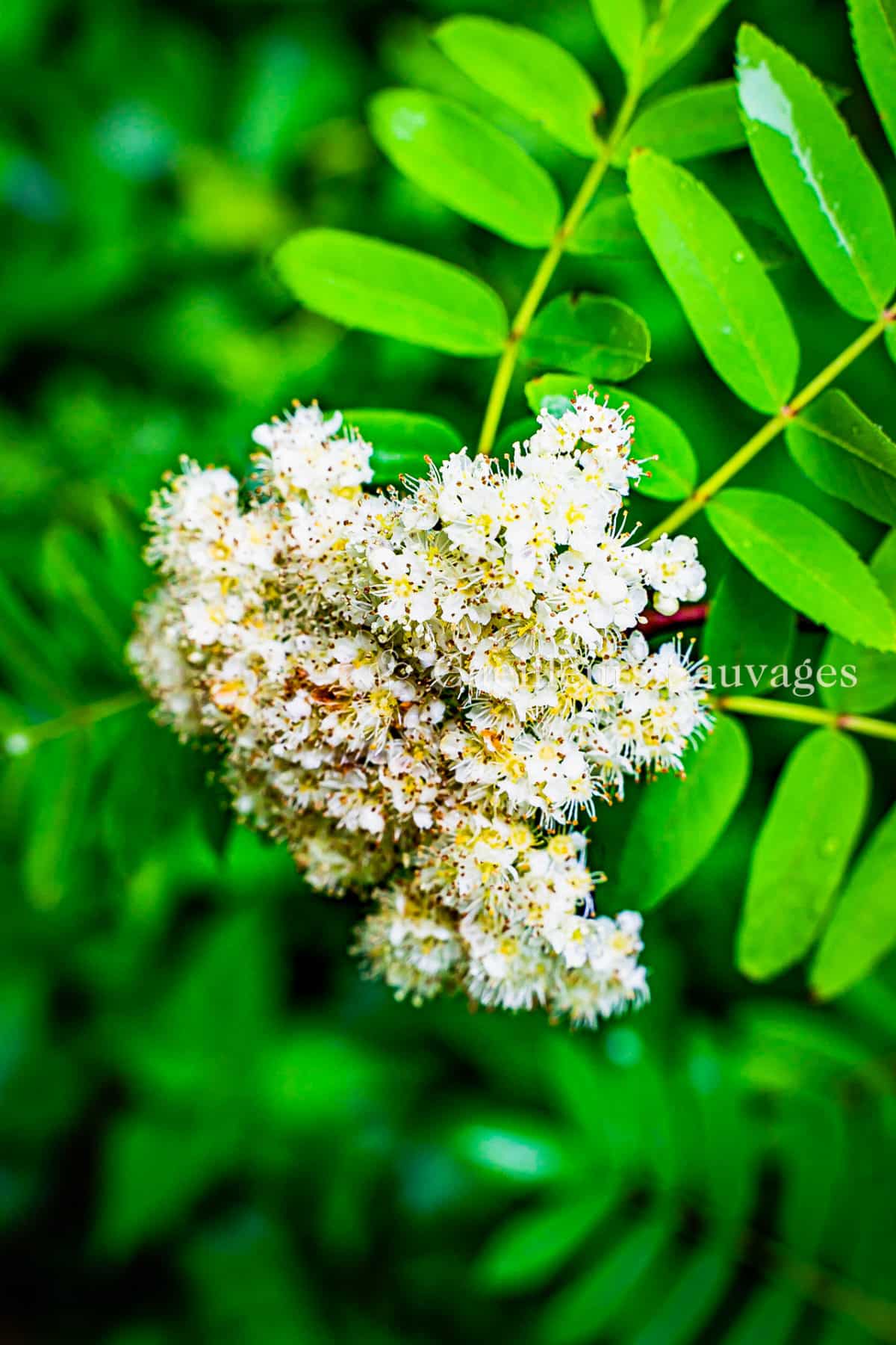Sorbier des oiseleurs (Sorbus aucuparia): le reconnaître et l'utiliser