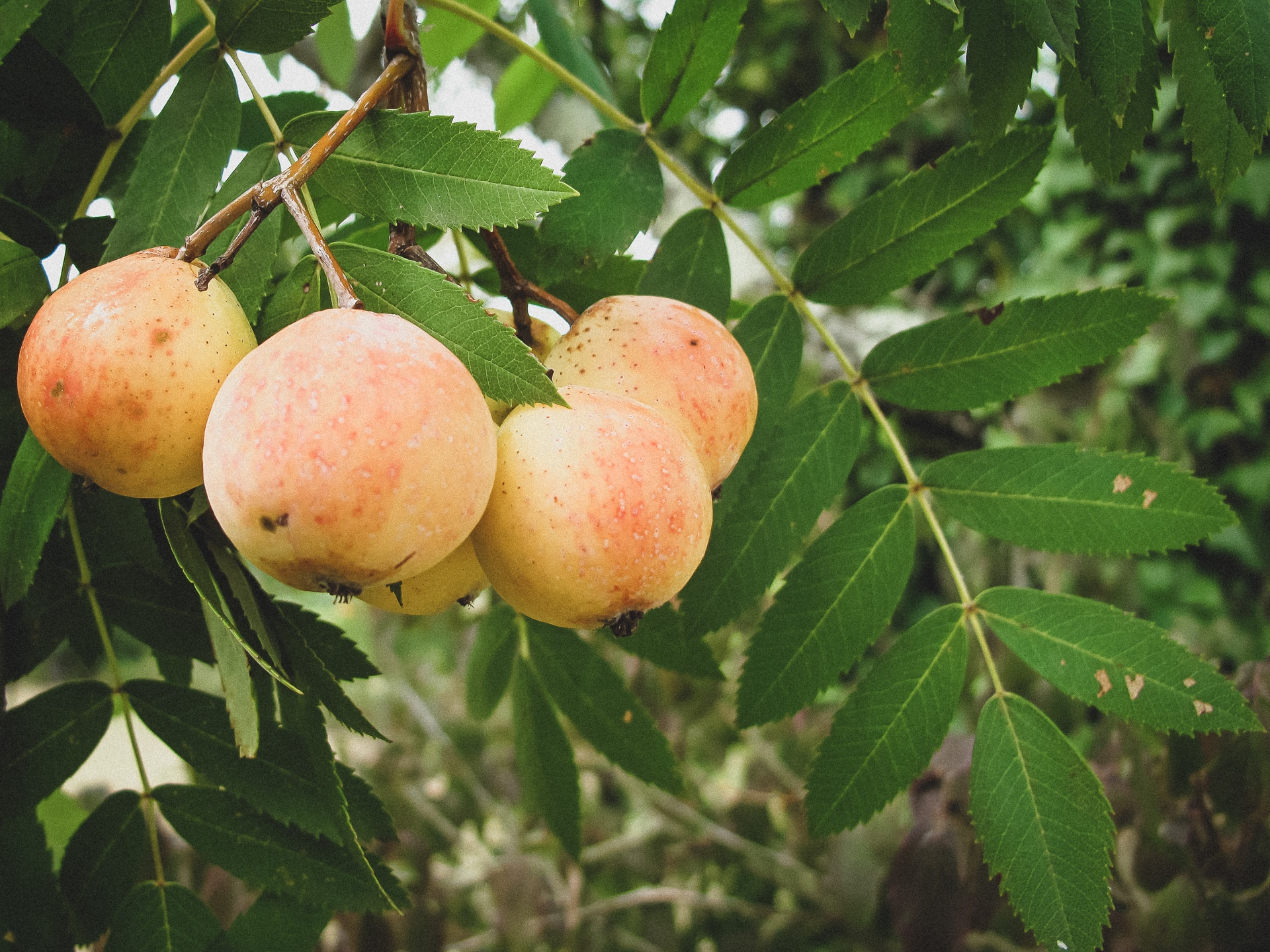 Sorbier des oiseleurs (Sorbus aucuparia): le reconnaître et l'utiliser