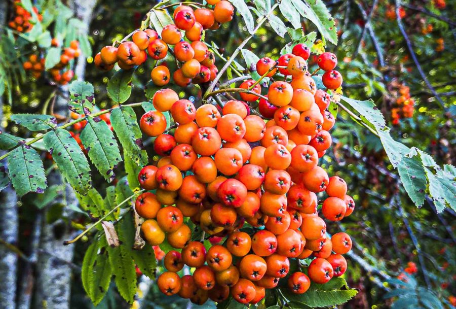 Sorbier des oiseleurs (Sorbus aucuparia): le reconnaître et l'utiliser