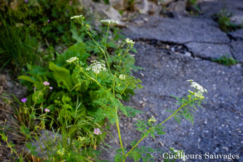 Grande ciguë, petite ciguë: les reconnaître et éviter les risques