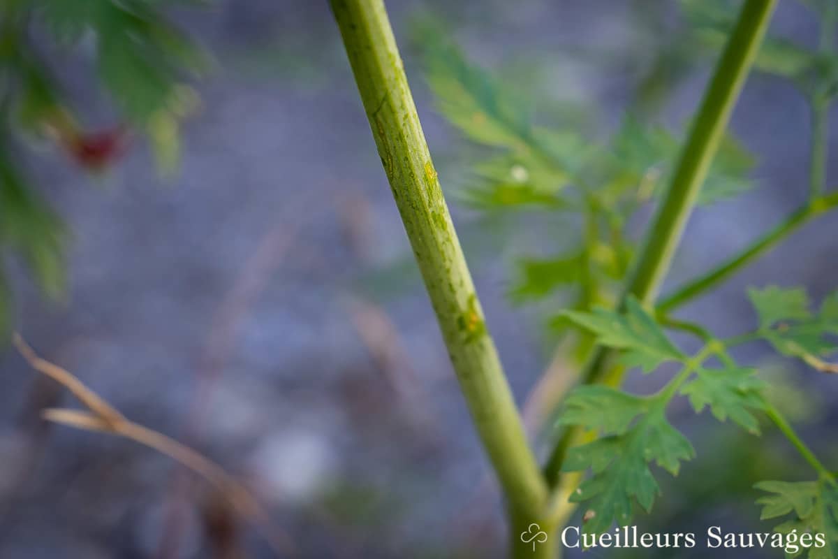 Grande ciguë, petite ciguë: les reconnaître et éviter les risques