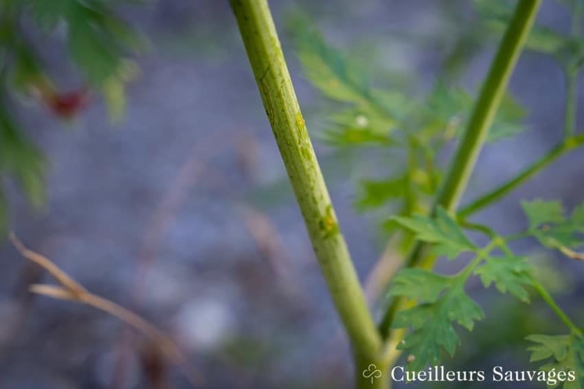 Grande ciguë, petite ciguë: les reconnaître et éviter les risques