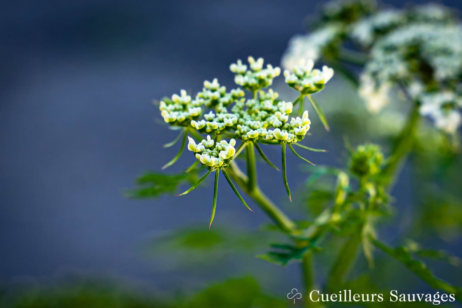 Grande ciguë, petite ciguë: les reconnaître et éviter les risques