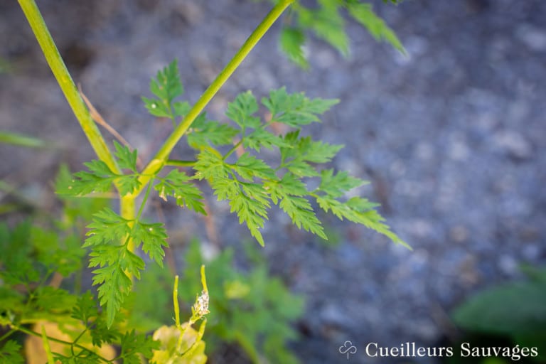 Grande ciguë, petite ciguë: les reconnaître et éviter les risques