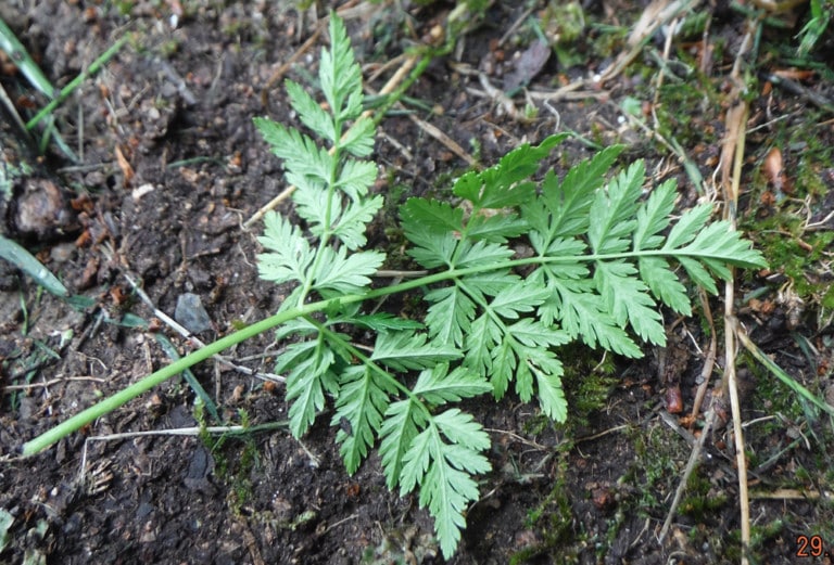 Grande ciguë, petite ciguë: les reconnaître et éviter les risques