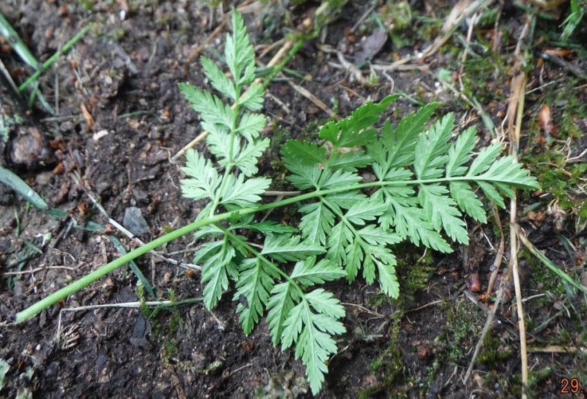 Grande ciguë, petite ciguë: les reconnaître et éviter les risques