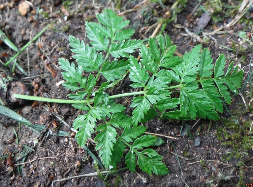Grande ciguë, petite ciguë: les reconnaître et éviter les risques