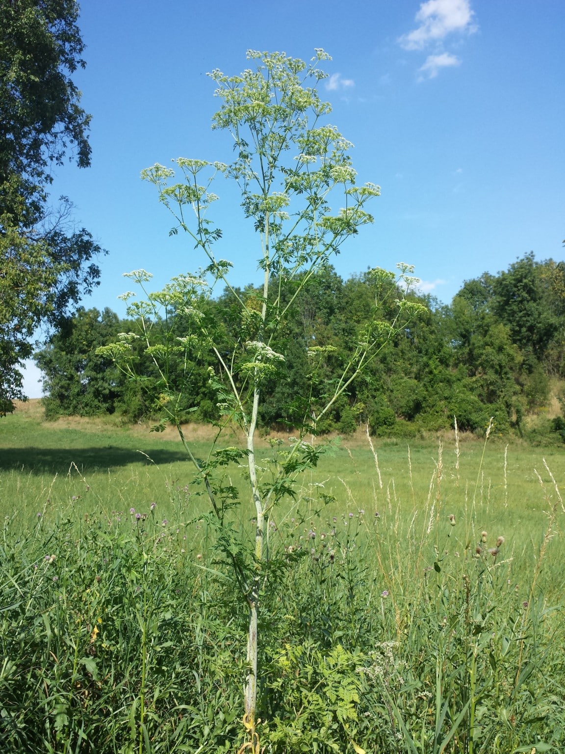 Grande ciguë, petite ciguë: les reconnaître et éviter les risques