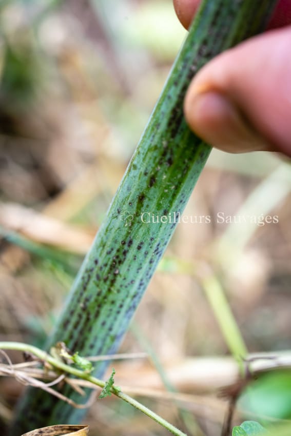 Grande ciguë, petite ciguë: les reconnaître et éviter les risques