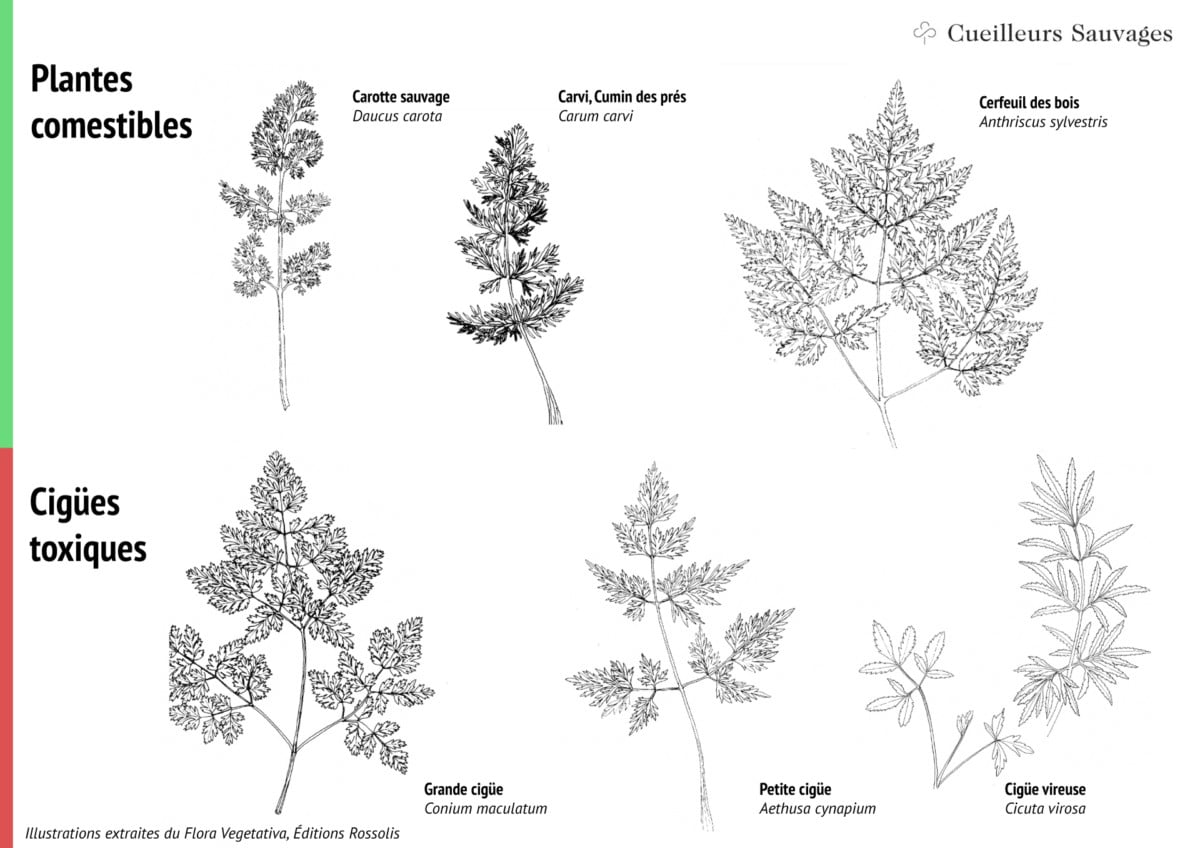 Grande ciguë, petite ciguë: les reconnaître et éviter les risques
