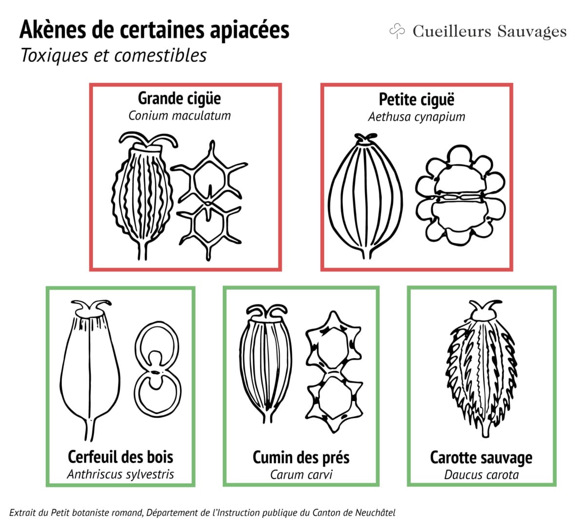 Grande ciguë, petite ciguë: les reconnaître et éviter les risques