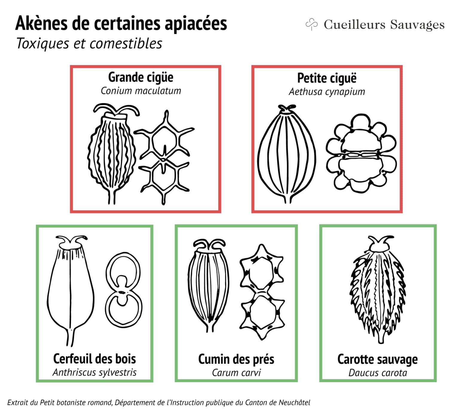 Grande ciguë, petite ciguë: les reconnaître et éviter les risques