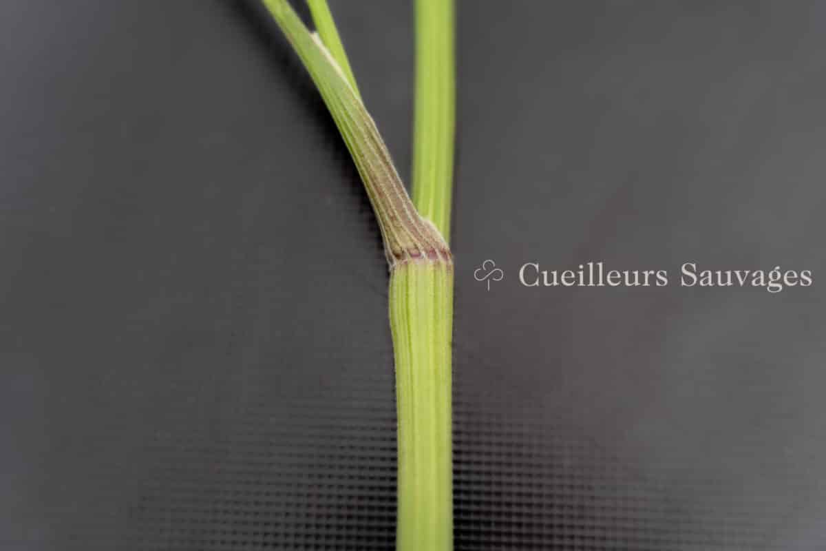 Cerfeuil sauvage (Anthriscus sylvestris), le reconnaître à coup sûr