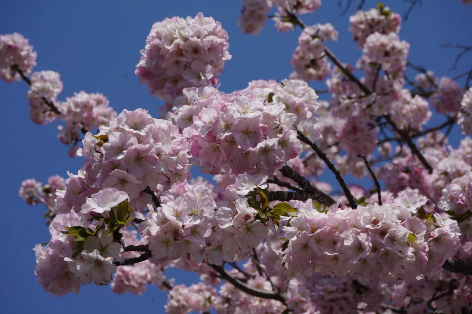 Merisier, le cerisier sauvage, Prunus avium - Cueilleurs Sauvages