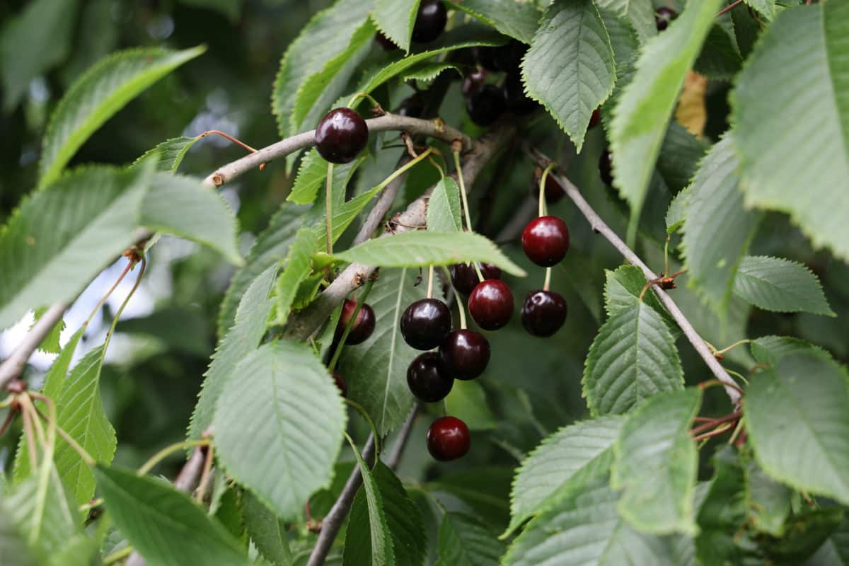 Merisier, le cerisier sauvage, Prunus avium - Cueilleurs Sauvages