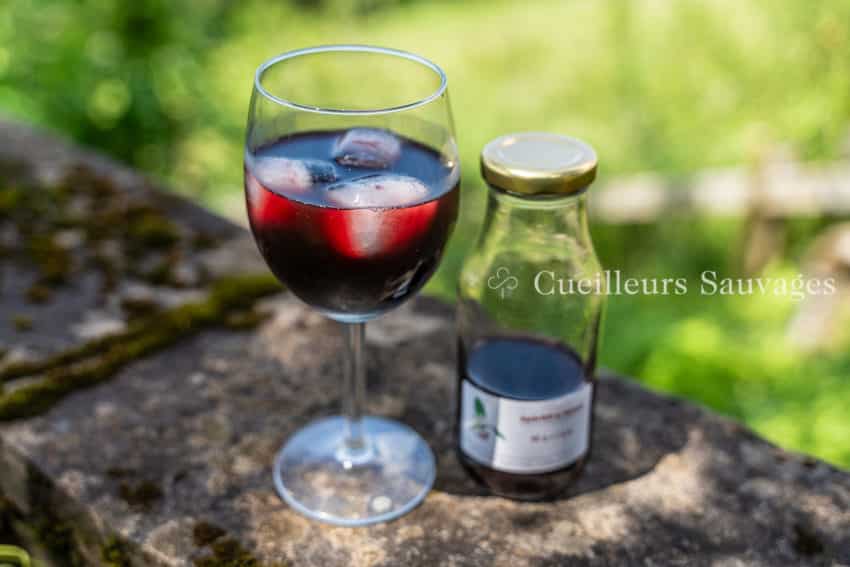 Merisier, le cerisier sauvage, Prunus avium - Cueilleurs Sauvages