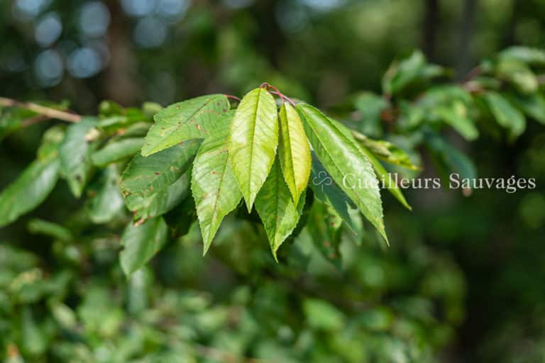 Merisier, le cerisier sauvage, Prunus avium - Cueilleurs Sauvages