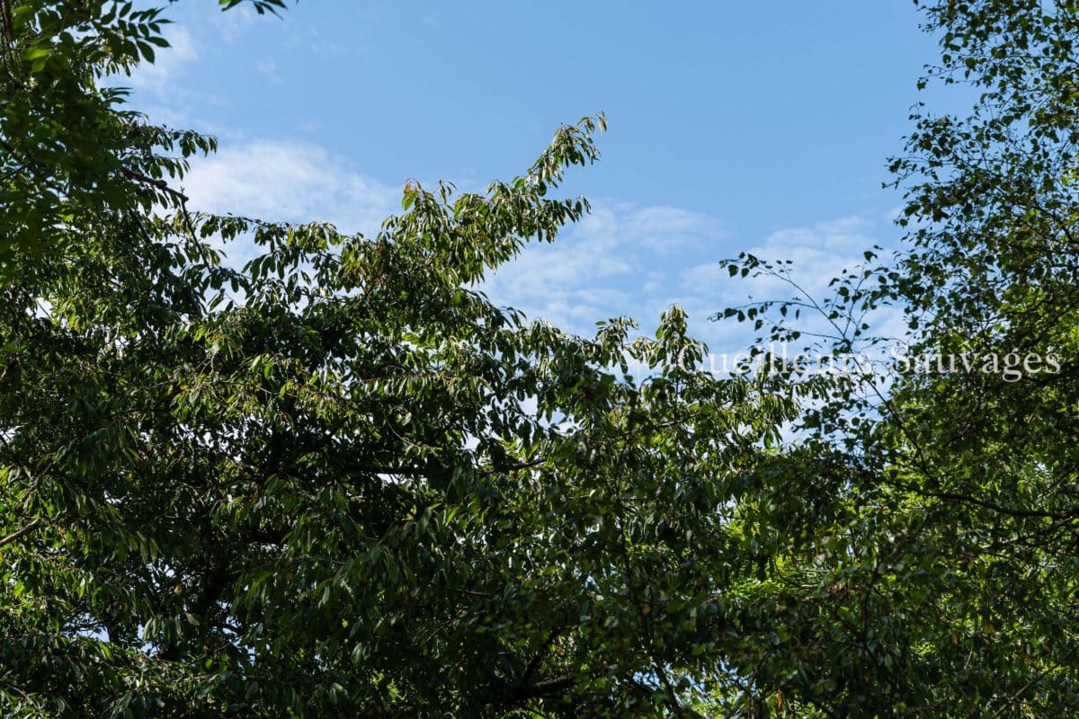 Merisier, le cerisier sauvage, Prunus avium - Cueilleurs Sauvages