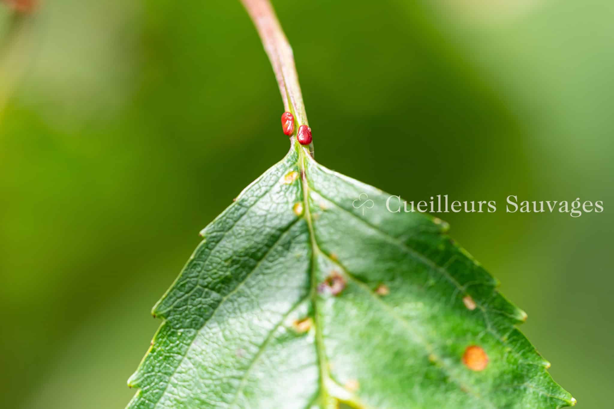 Merisier, le cerisier sauvage, Prunus avium - Cueilleurs Sauvages