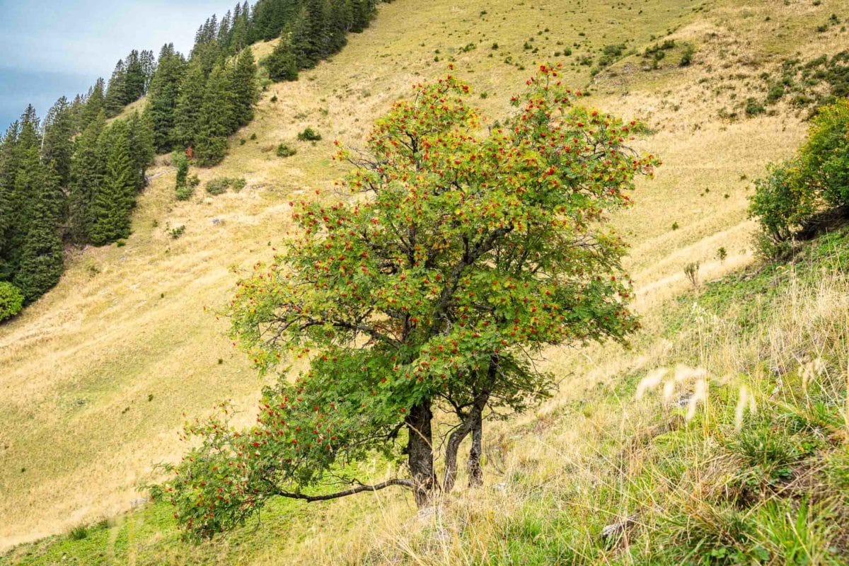 Sorbier des oiseleurs (Sorbus aucuparia): le reconnaître et l'utiliser
