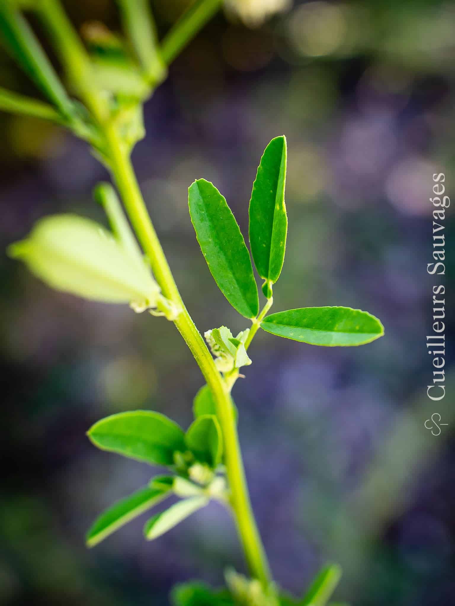 Le mélilot (Melilotus albus): reconnaissance, récolte et cuisine ...